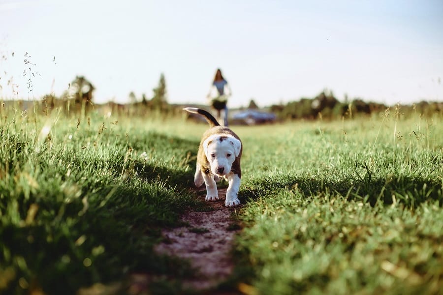 Pawsome Parenting: 10 Essential Tips for New Pet Parents
