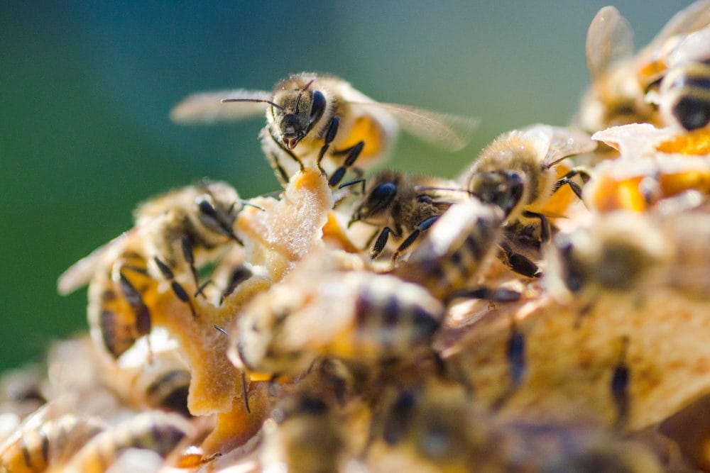 13 Of The Most Misunderstood Animals That Are Actually Harmless