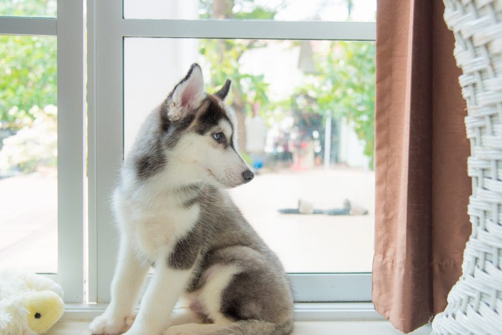 13 Pets That You'll Struggle to Keep in an Apartment