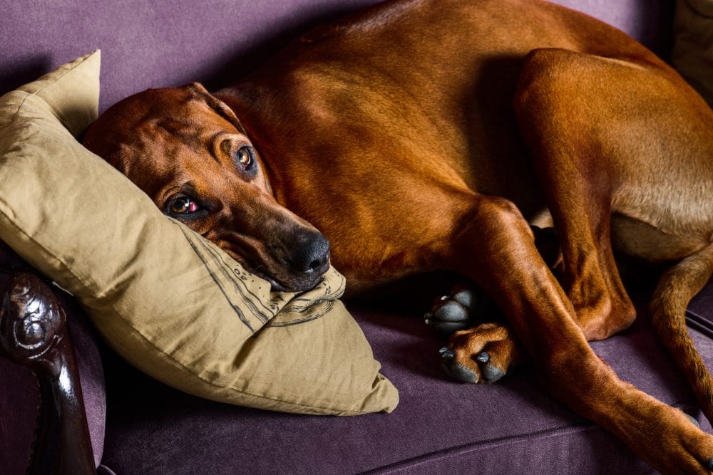 13 Pets That You'll Struggle to Keep in an Apartment