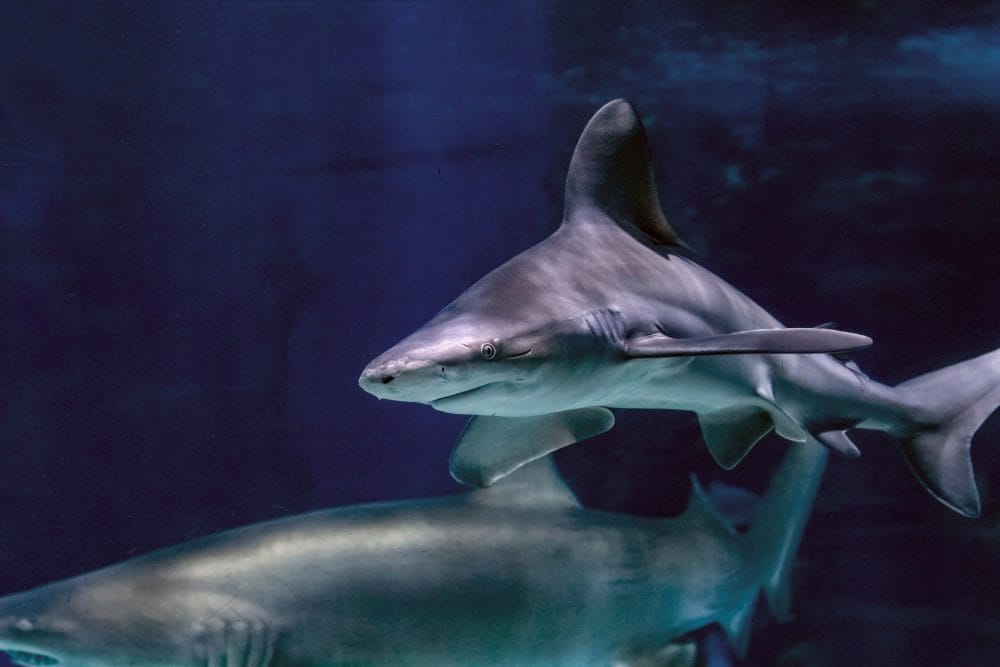 12 False Myths About Sharks That Will Change Your Ocean Views