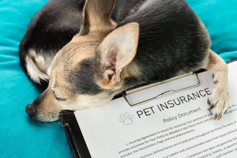 The "Pet Insurance" Scam: Why Child-Free "Paw-rents" are Paying 40% ...